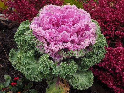Ornamental Cabbage Plant
