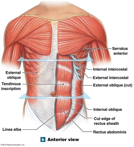 Muscles Involved In Rib And Abdominal Movement Flashcards Quizlet