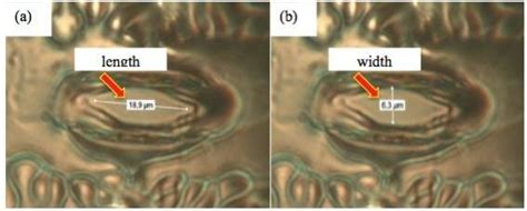 Measurement Of The Length A And Width B Of The Stomata Opening