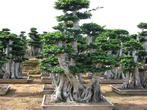 China 8 Year Exporter Ficus Melany Ficus Microcarpa Forest Shape Big