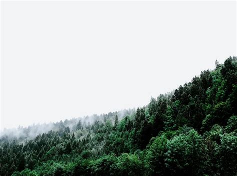 Tree Planting Basics Northshore Tree Experts Inc Tree Service Barrie ON