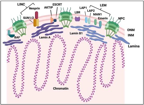 Telomere Maintenance In Mammals Graphical Representation Of The