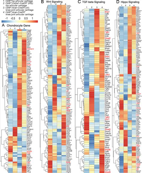 Cbfβ Regulates Wntβ Catenin Hippoyap And Tgfβ Signaling Pathways In