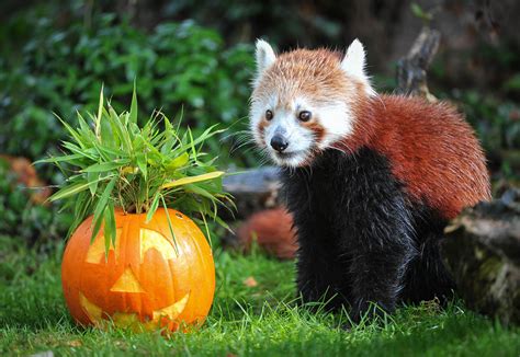 Halloween The Cutest Animal Meets Pumpkin Pictures From The Last Week