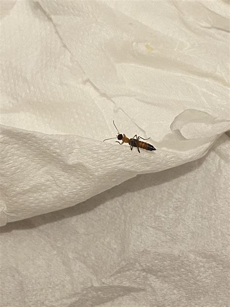 Whats This Striped Bug Rwhatsthisbug