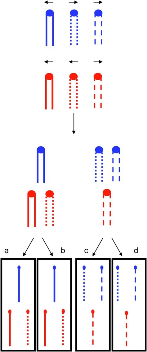 Meiotic Chromosome Segregation In Triploid Strains Of Saccharomyces