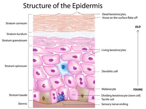 Epidermis