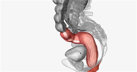 Premium Photo The Last Two Sections Of The Large Intestine Are The
