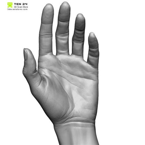 Human Anatomy For Artists Female Base Anatomy Reference
