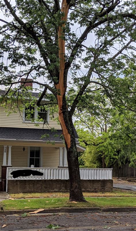 This Tree Hit By Lightning R Mildlyinteresting
