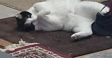 Existential Crisis Cat Album On Imgur