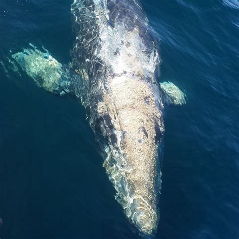 Ensenada Whale Watching Private Tour Tours California Norte