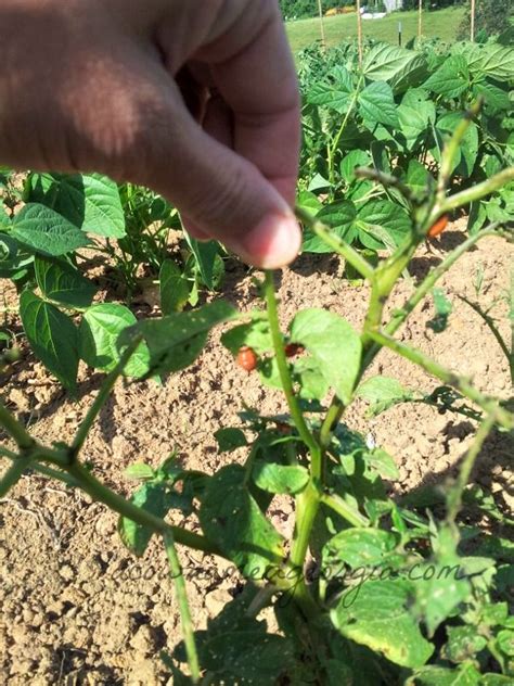 Controlling Potato Bugs And Tomato Worms Organically In The Garden Potato Bugs Garden Pests