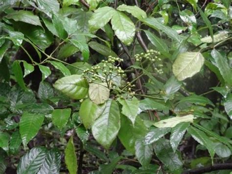 Leea Indica Eflora Of India