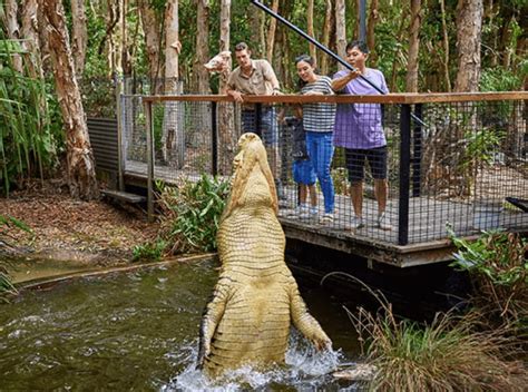 Hartleys Crocodile Adventure Nrma Palm Cove Holiday Park