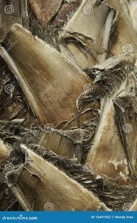 Palm Tree Texture Stock Photo Image Of Tree Trunk Life 16441962