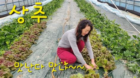 상추 필요하신분~~성주참외 참외 다현이네성주참외 Youtube