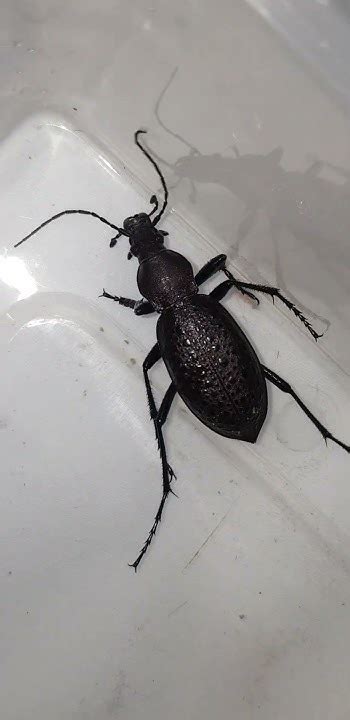 중국 연변 훈춘지역의 멋진 꼬진 홍단딱정벌레~~♡♡ Youtube