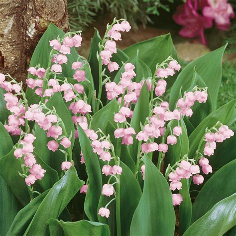Lily Of The Valley Roots Pink Spring Flower Bulbs Eden Brothers
