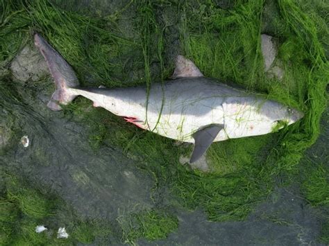 Salmon Shark Lamna Ditropis