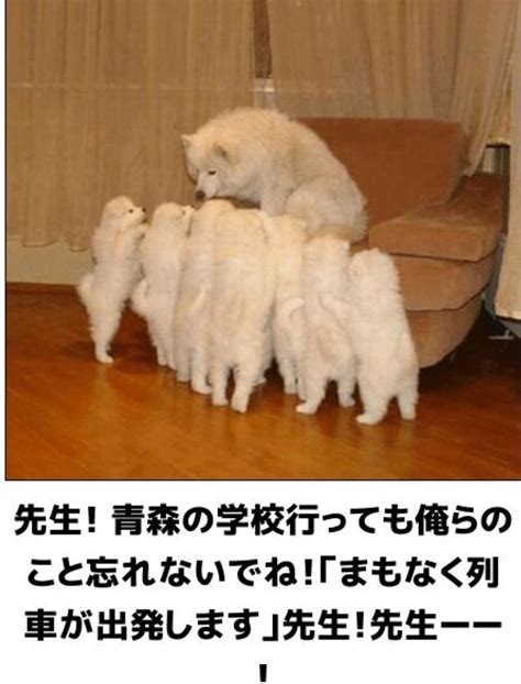 笑える！面白い犬たちの写真集（画像100選）