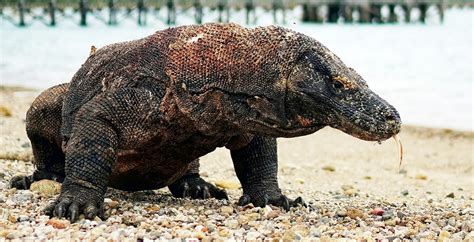 Dragon Population In Komodo National Park And Flores Island Almira Trip