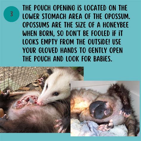 Opossum Pouch