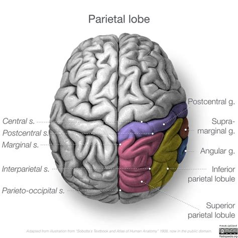 Posterior Parietal Cortex