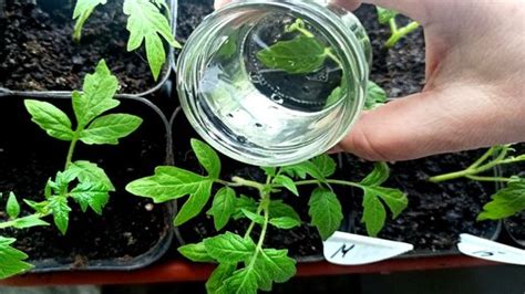 Рассада помидоров растет толстенькая и крепенькая корней будет море если ее этим подпитать