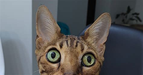 Котан | Пикабу