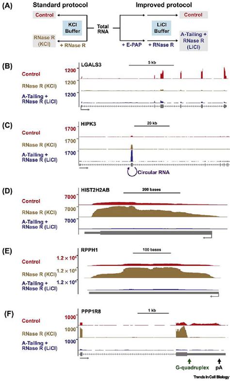 Figure 2 From Biogenesis And Functions Of Circular Rnas Come Into Focus Semantic Scholar