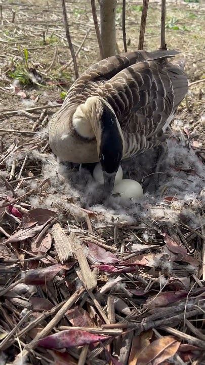 Beatiful Nene Goose Laying On Eggs Goose Birds Swan Duck Wildlife