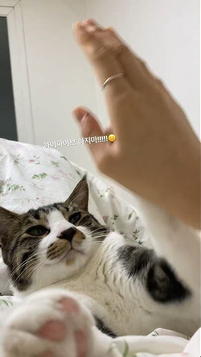 삐지는게 너무 귀여운 나머지😅 Feat 하이파이브하지맛 Youtube