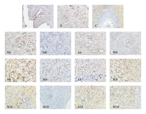 Immunohistochemical Localization Of Ccl2 A And Cxcl8 B In Rat