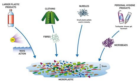 Detection And Analysis Of Microplastics In Human Sputum At Timothy Jeffords Blog