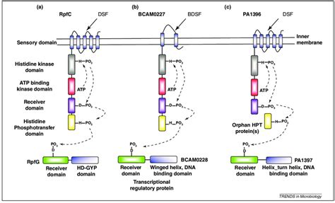 Different Sensor Kinases Are Involved In Dsf Or Bdsf Perception In