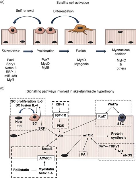 Skeletal Muscle Satellite Cells And Adult Myogenesis Lvjwg