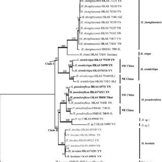Pdf Species Diversity Within The Helvella Crispa Group Ascomycota