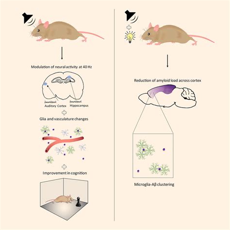 Brain Wave Stimulation Reduces Alzheimers Plaques In Mice Scinews