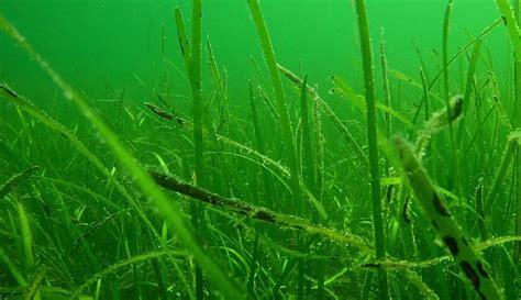 Shorelines Blog Archive Eelgrass Wasting Disease Has New Enemies