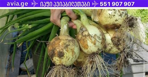 ყველაზე ძლიერი ბუნებრივი საშუალება აუმჯობესებს მეხსიერებას 80 ით მხედველობასა და სმენას