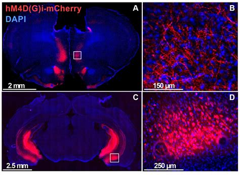 Ventral Hippocampus Provides Contextual Information To Prefrontal