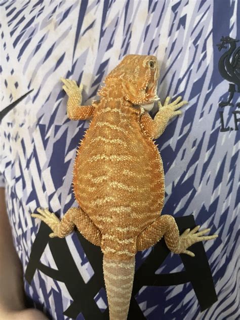 Morphsex Rbeardeddragons