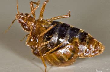 Disturbing Stories Of Interspecies Sex Listverse