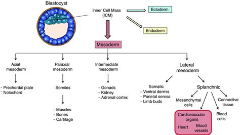 Schematic Overview Of The Development Of Different Organs From The
