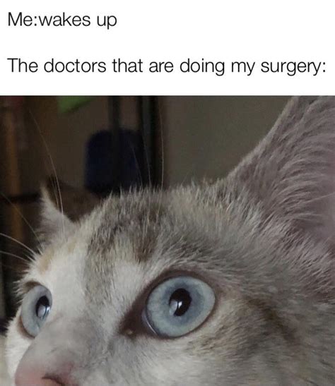 Surgery Cat Memes Be Nice ⊙︿⊙ Follow Catwithmic For Daily Cat
