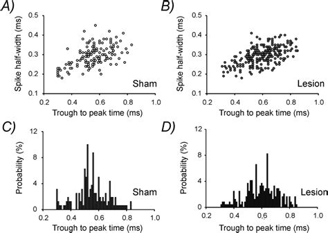 analysis of the extracellular spike waveforms plot of spike half width