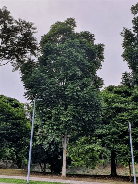Swietenia Macrophylla Everything You Need To Know