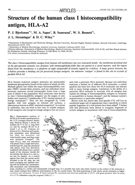 PDF Structure Of The Human Class I Histocompatibility Antigen HLA A