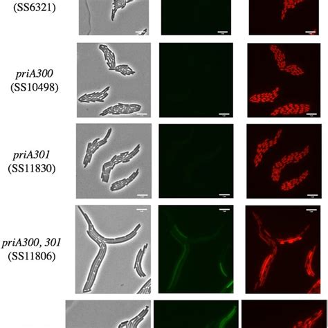 walker a motif is essential to atp binding and atp dependent